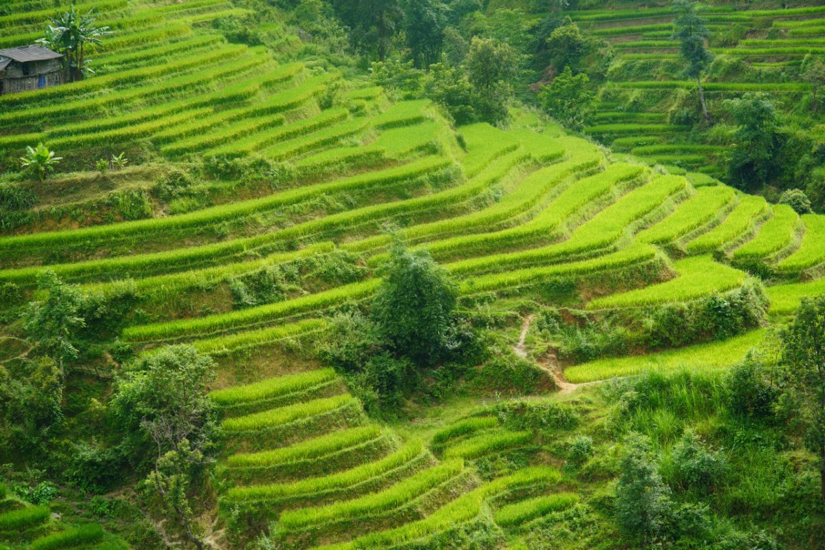 Découverte des rizières en terrasse à Sapa - Agence de voyage ...