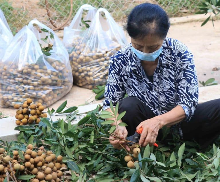 Les 20 fruits exotiques du Vietnam à déguster lors de votre voyage ...